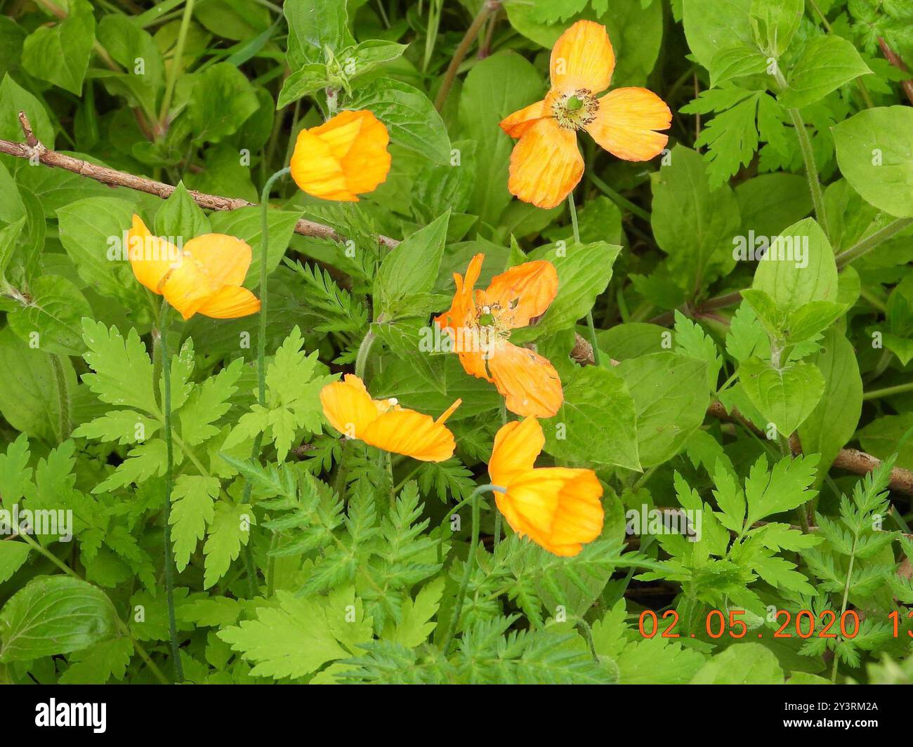 Welsh Poppy (Papaver cambricum) Plantae Stock Photo - Alamy