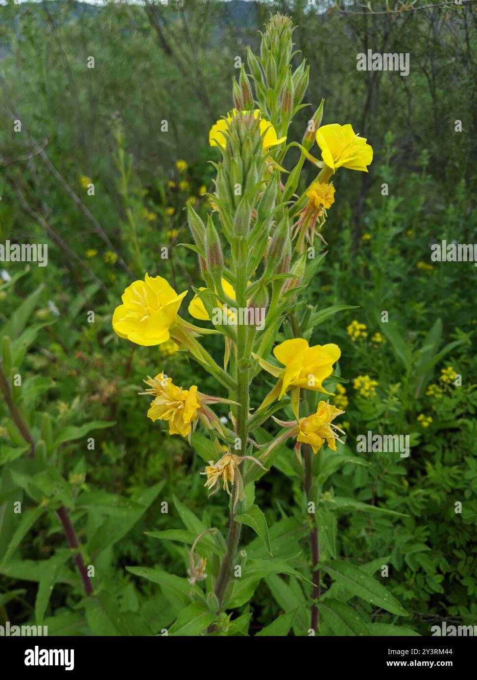 hairy evening primrose (Oenothera villosa) Plantae Stock Photo - Alamy