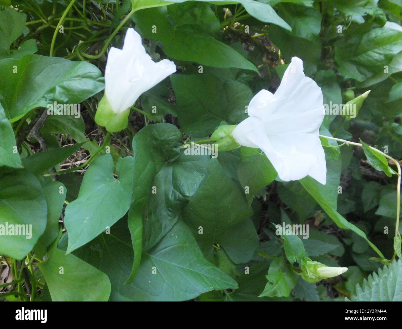 large bindweed (Calystegia silvatica) Plantae Stock Photo - Alamy