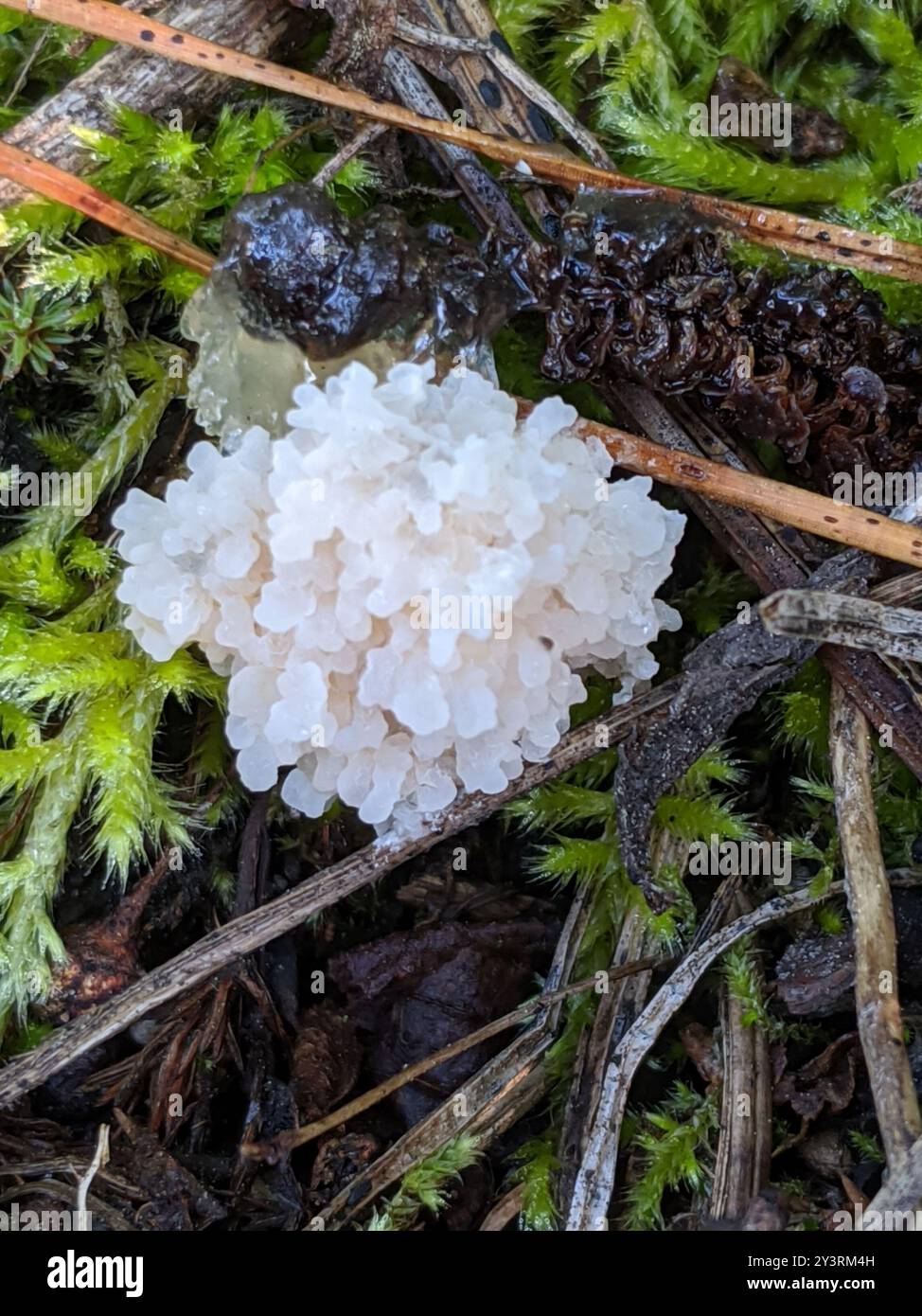 slime molds (Mycetozoa) Protozoa Stock Photo - Alamy