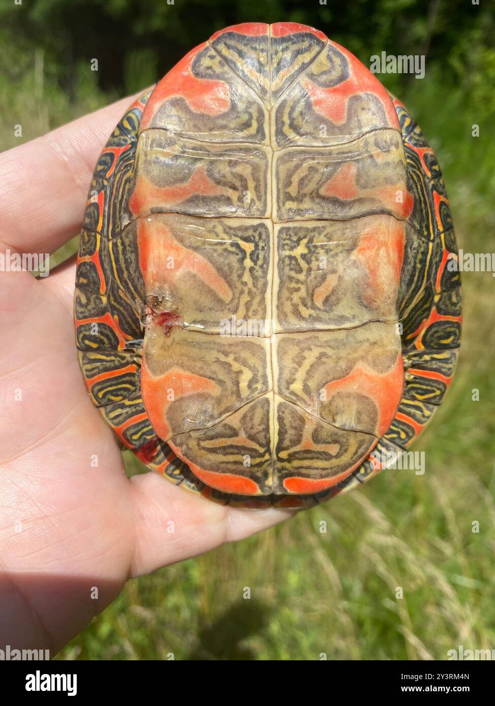 Western Painted Turtle (Chrysemys picta bellii) Reptilia Stock Photo ...