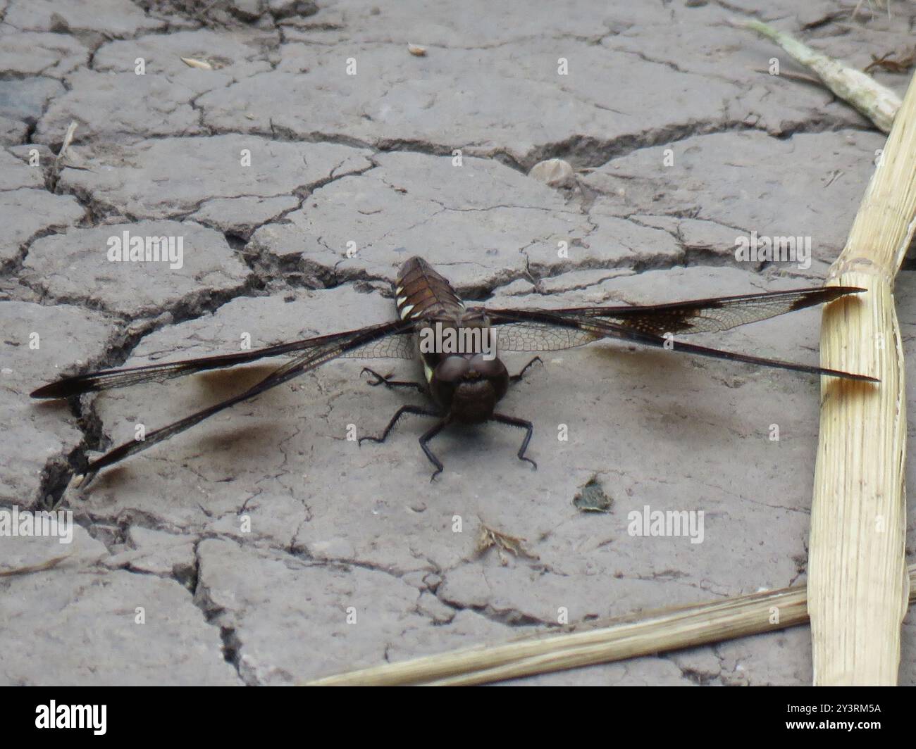 Common Whitetail (Plathemis lydia) Insecta Stock Photo - Alamy