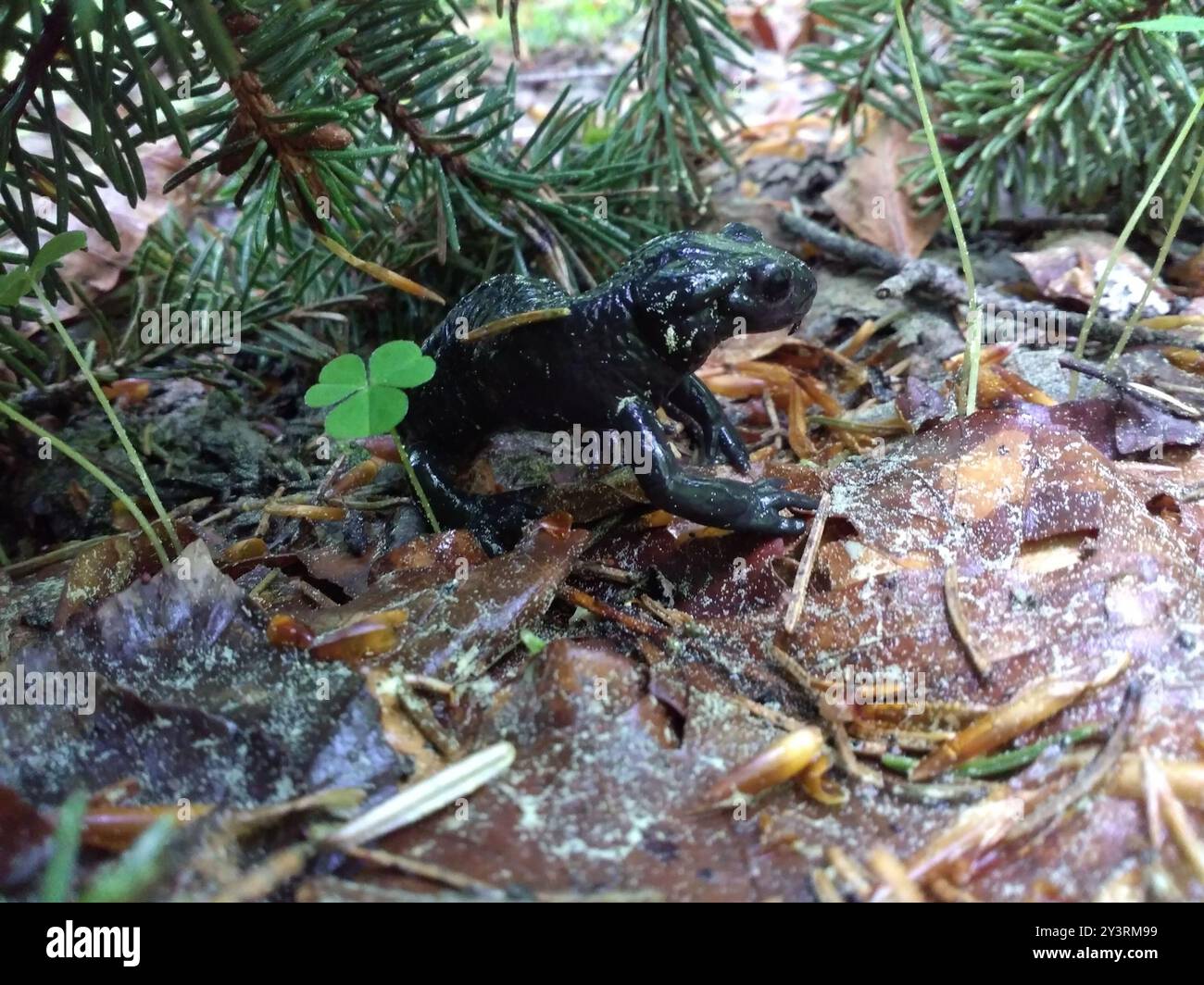 Alpine Salamander (Salamandra atra) Amphibia Stock Photo - Alamy