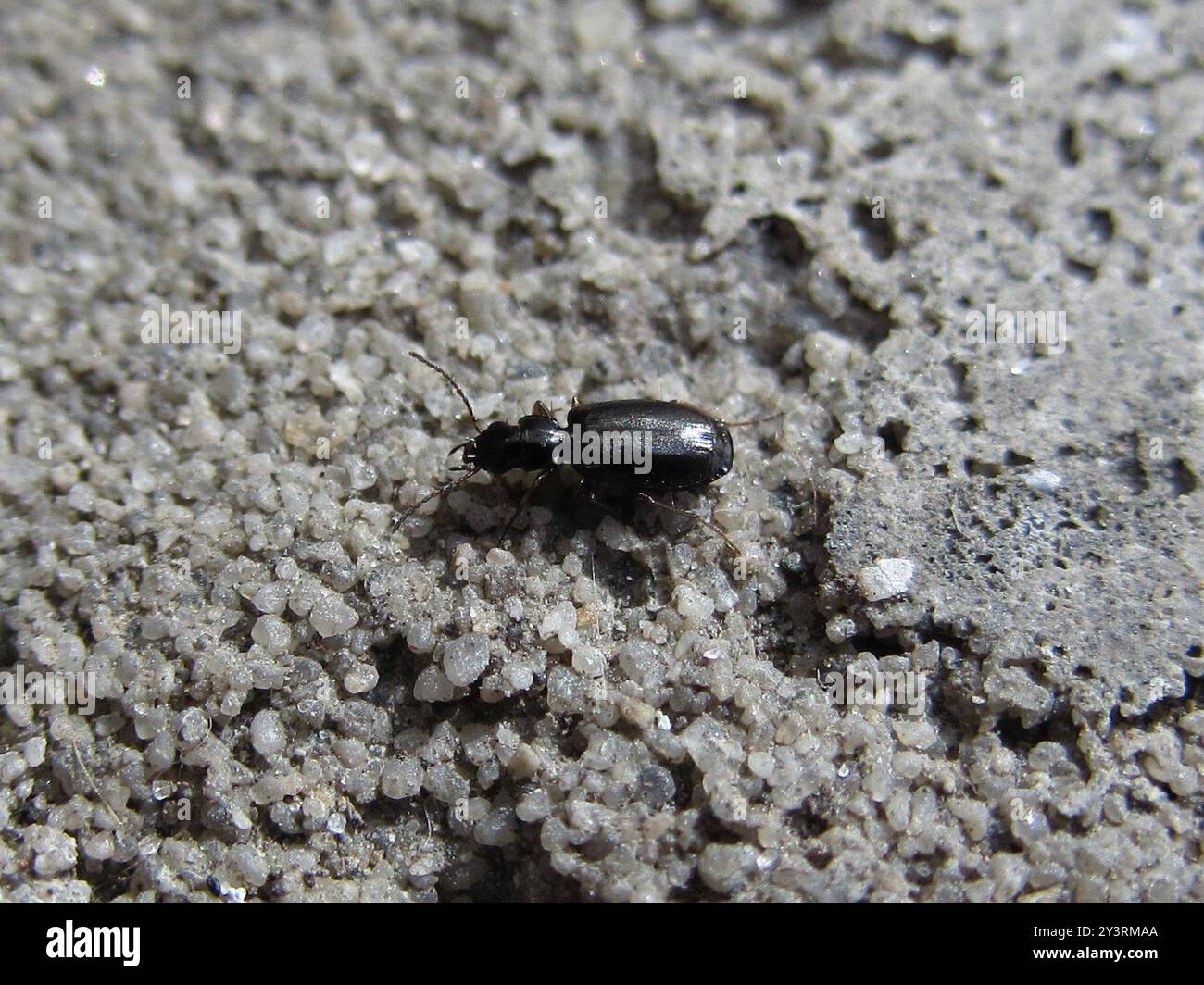 (Syntomus pallipes) Insecta Stock Photo - Alamy