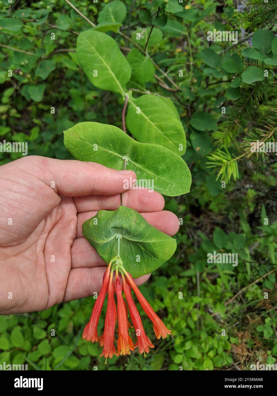 orange honeysuckle (Lonicera ciliosa) Plantae Stock Photo - Alamy