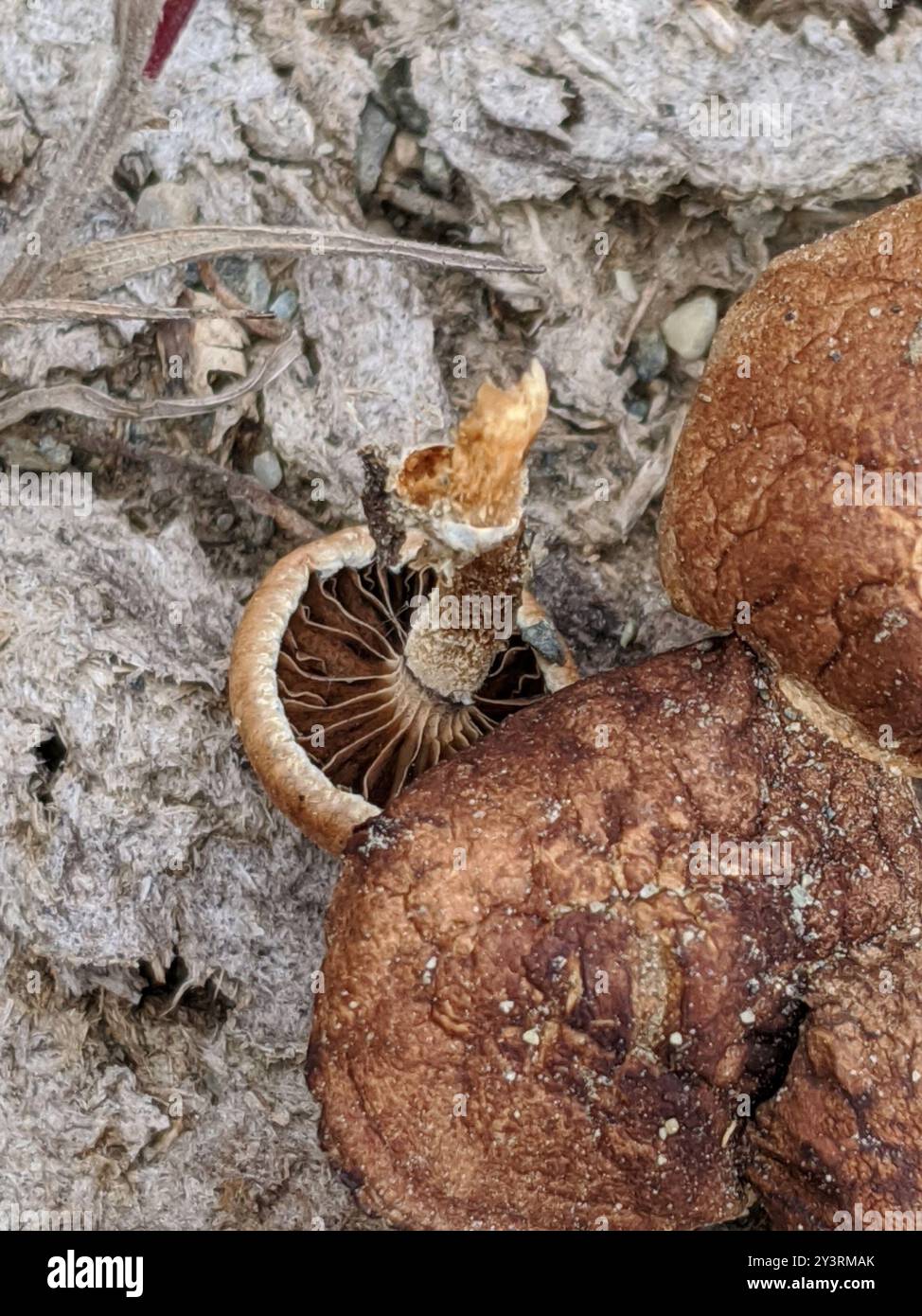 Lacrymaria fungi hi-res stock photography and images - Alamy