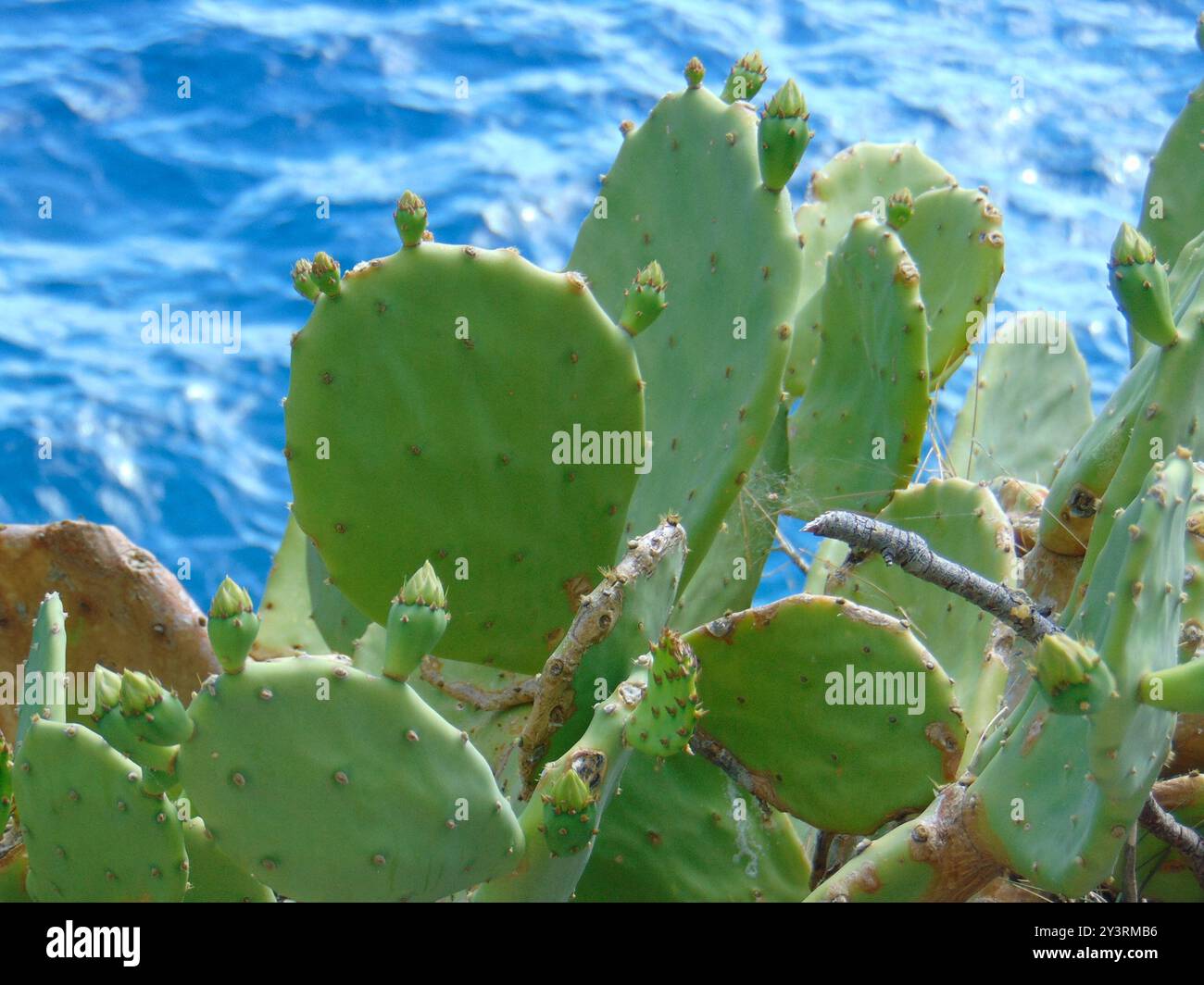 beach prickly pear (Opuntia anahuacensis) Plantae Stock Photo - Alamy