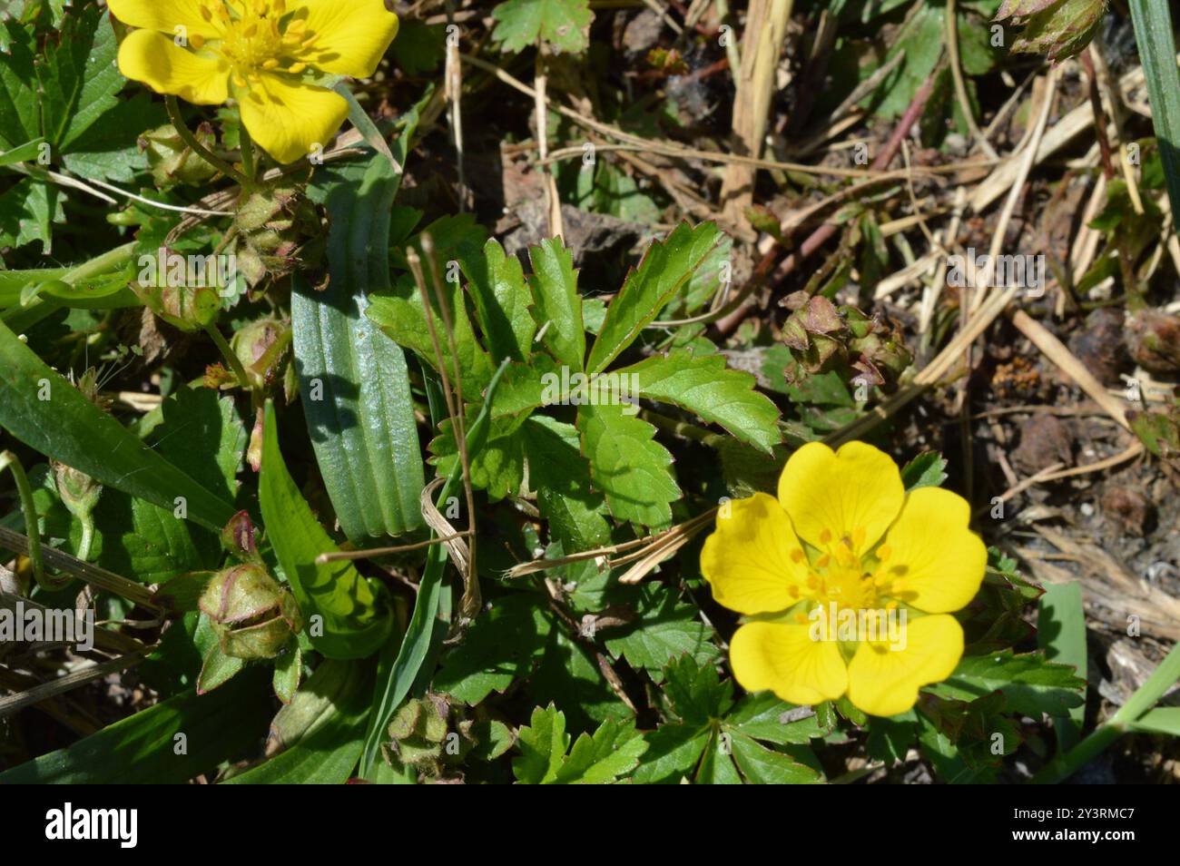 Creeping cinquefoil (Potentilla reptans) Plantae Stock Photo - Alamy