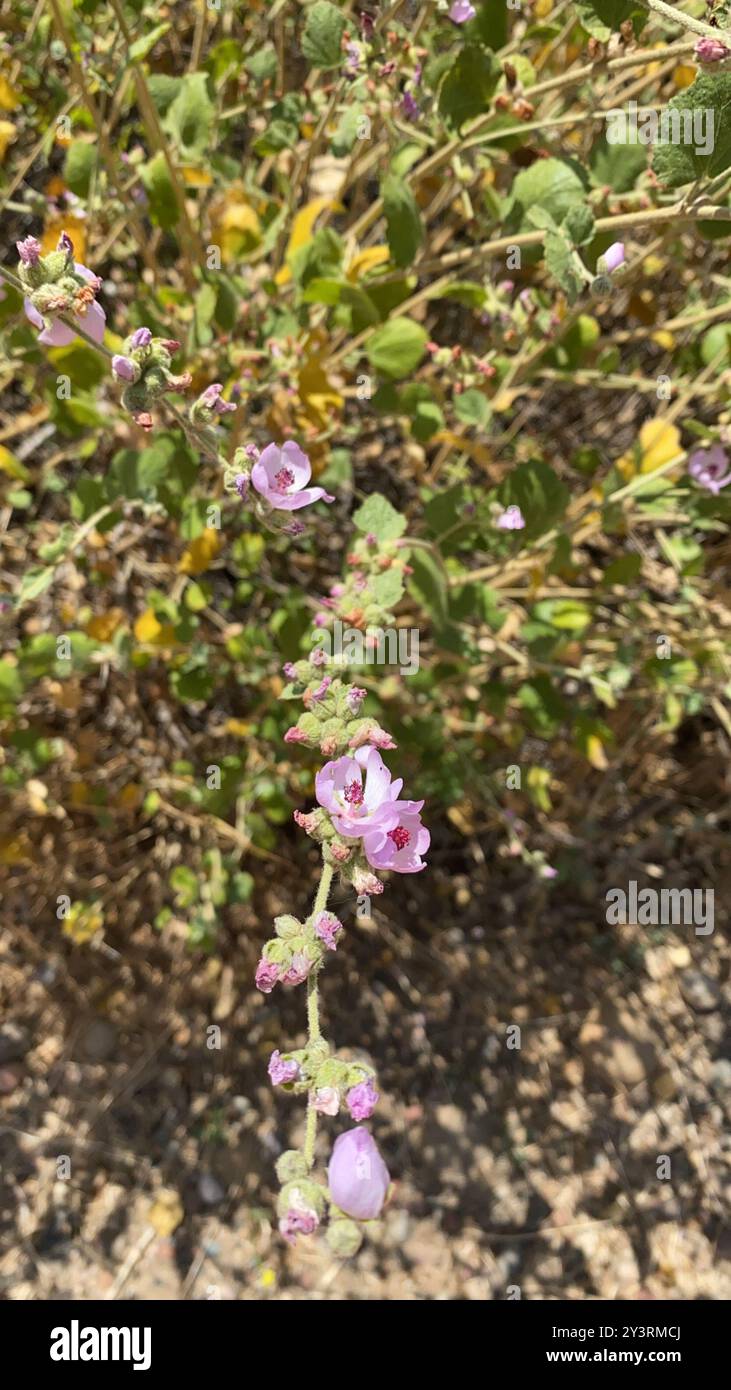 southern coastal bushmallow (Malacothamnus fasciculatus) Plantae Stock ...
