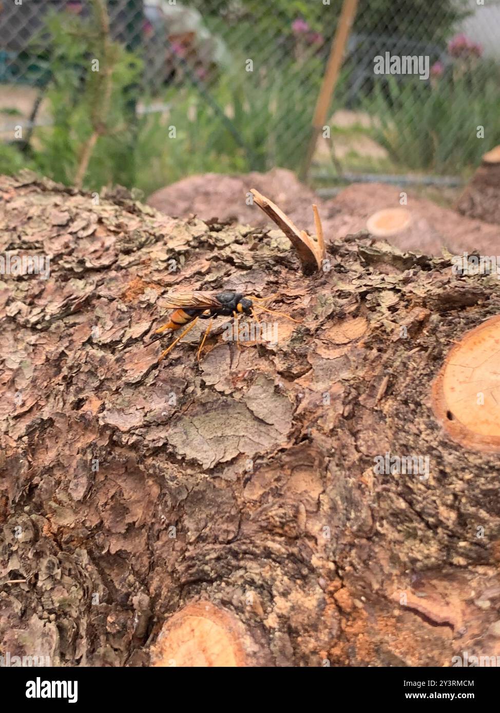 Giant Woodwasp (Urocerus gigas) Insecta Stock Photo - Alamy