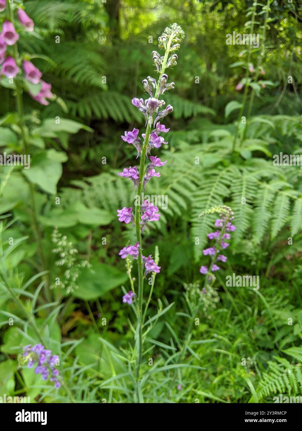 Purple Toadflax (Linaria purpurea) Plantae Stock Photo - Alamy