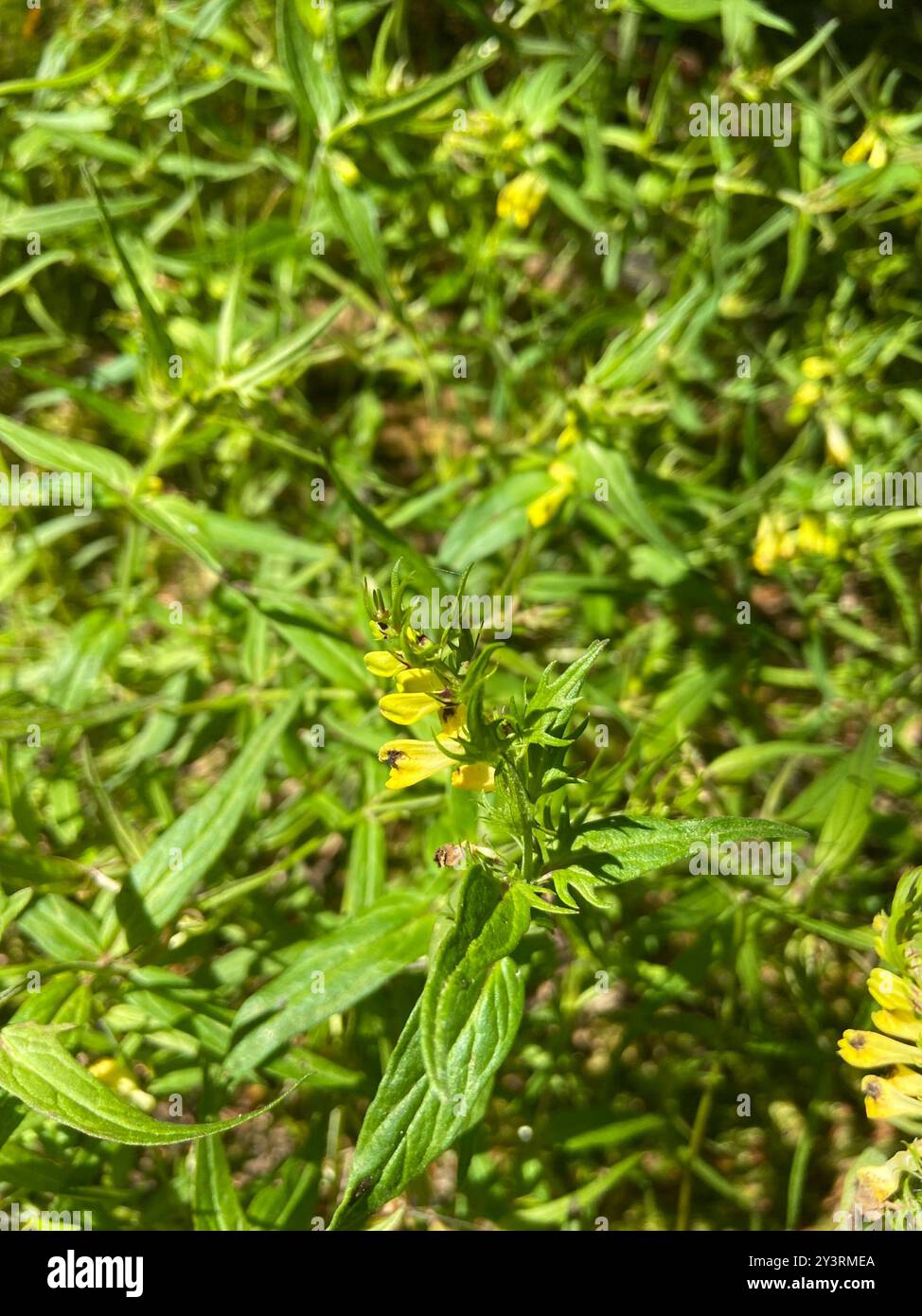 Common Cow-wheat (Melampyrum pratense) Plantae Stock Photo - Alamy
