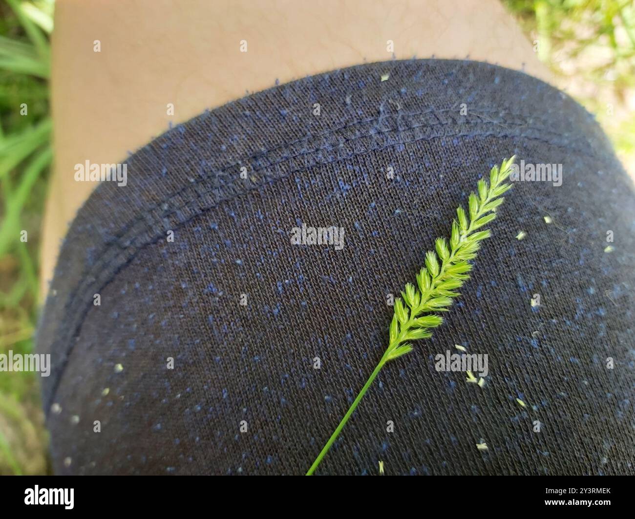crested dogtail grass (Cynosurus cristatus) Plantae Stock Photo - Alamy