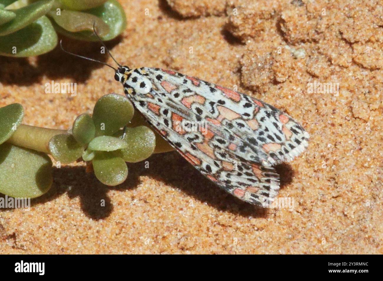 Rattlepod Moths (Utetheisa) Insecta Stock Photo - Alamy
