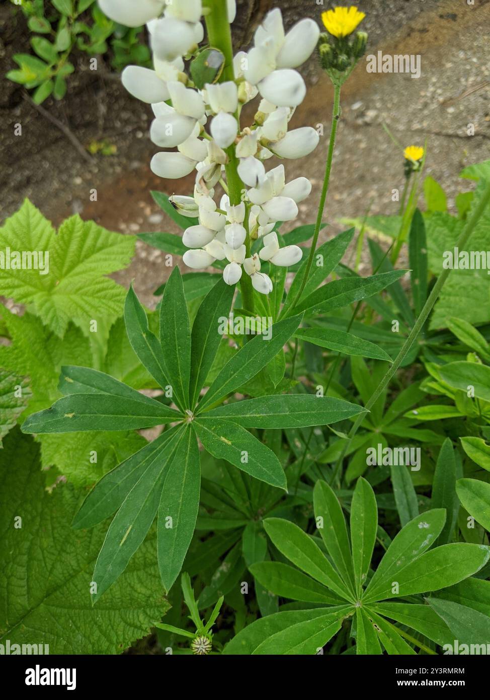 Broadleaf Lupine (Lupinus latifolius) Plantae Stock Photo - Alamy