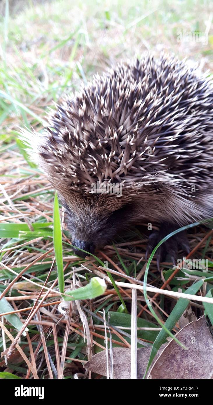 Common Hedgehog (Erinaceus europaeus) Mammalia Stock Photo - Alamy