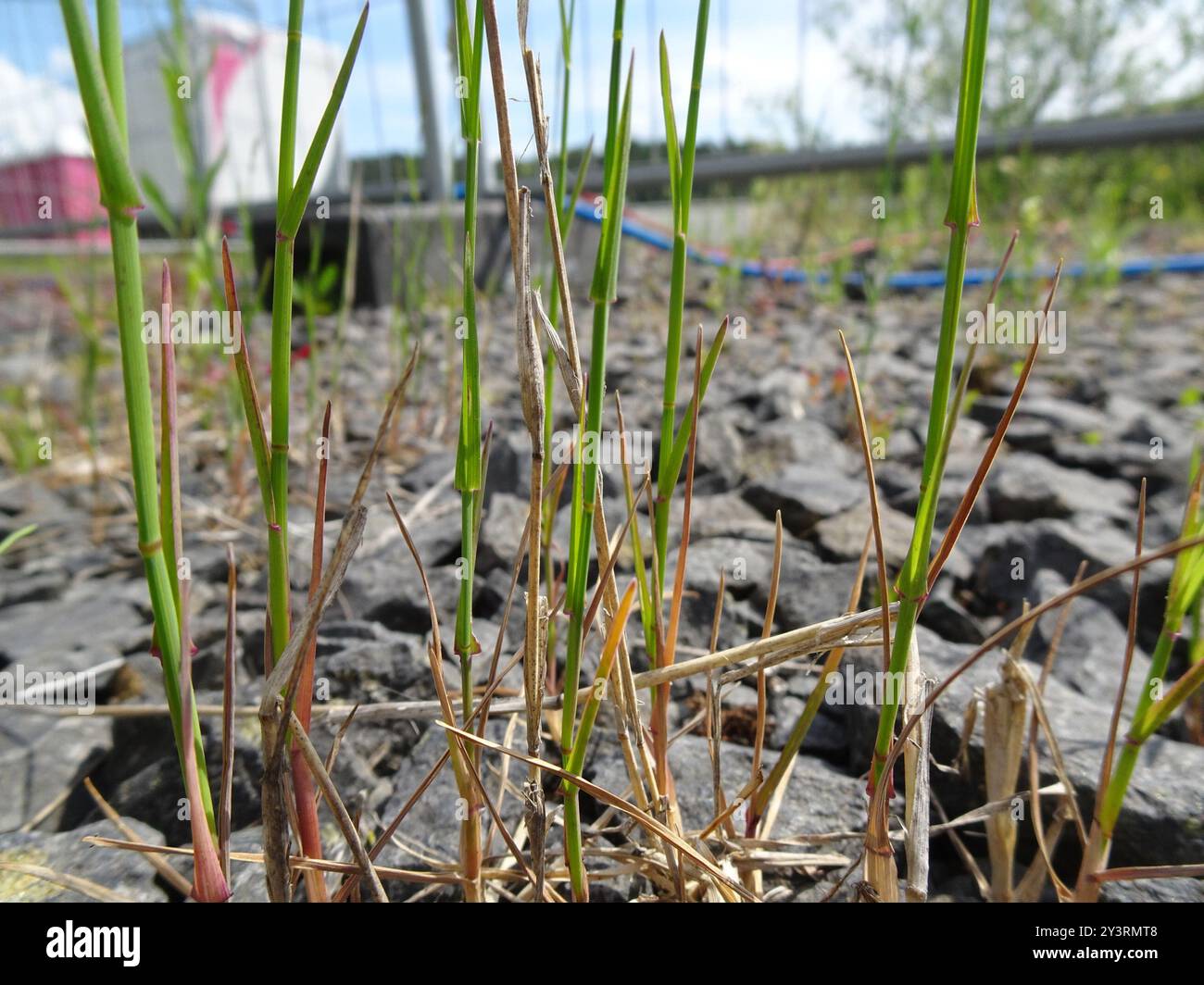 Canada bluegrass (Poa compressa) Plantae Stock Photo - Alamy