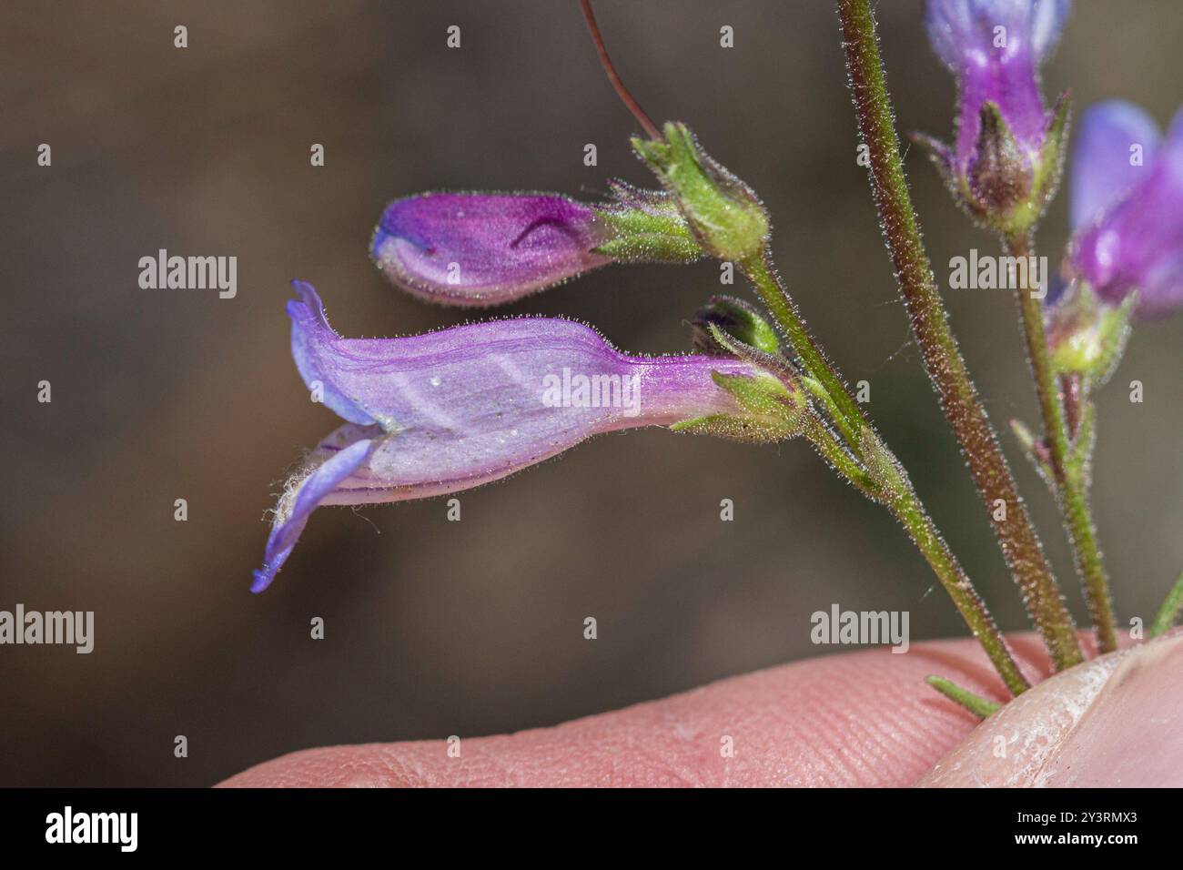 Inflated Beardtongue (Penstemon inflatus) Plantae Stock Photo - Alamy