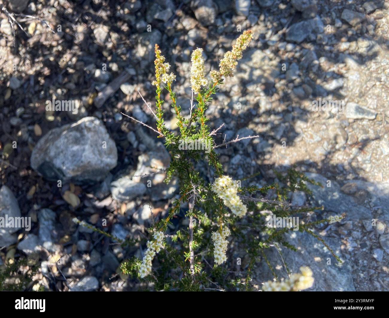 chamise (Adenostoma fasciculatum) Plantae Stock Photo - Alamy