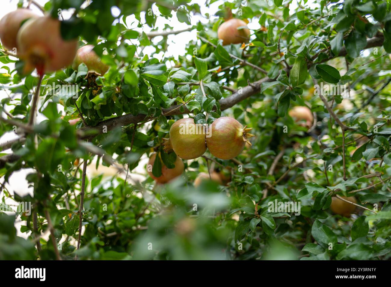 Branch pomegranate tree fruits hi-res stock photography and images - Alamy