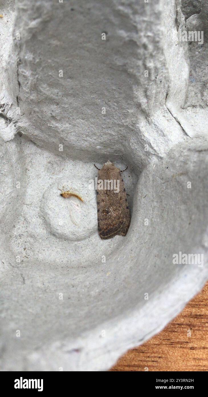 Pale Mottled Willow Moth (Caradrina clavipalpis) Insecta Stock Photo ...