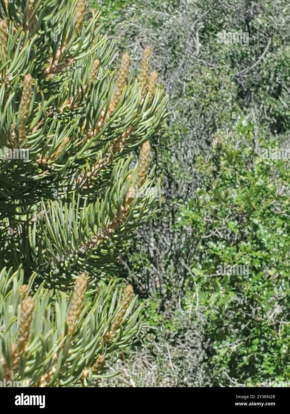 Colorado Pinyon (Pinus edulis) Plantae Stock Photo - Alamy