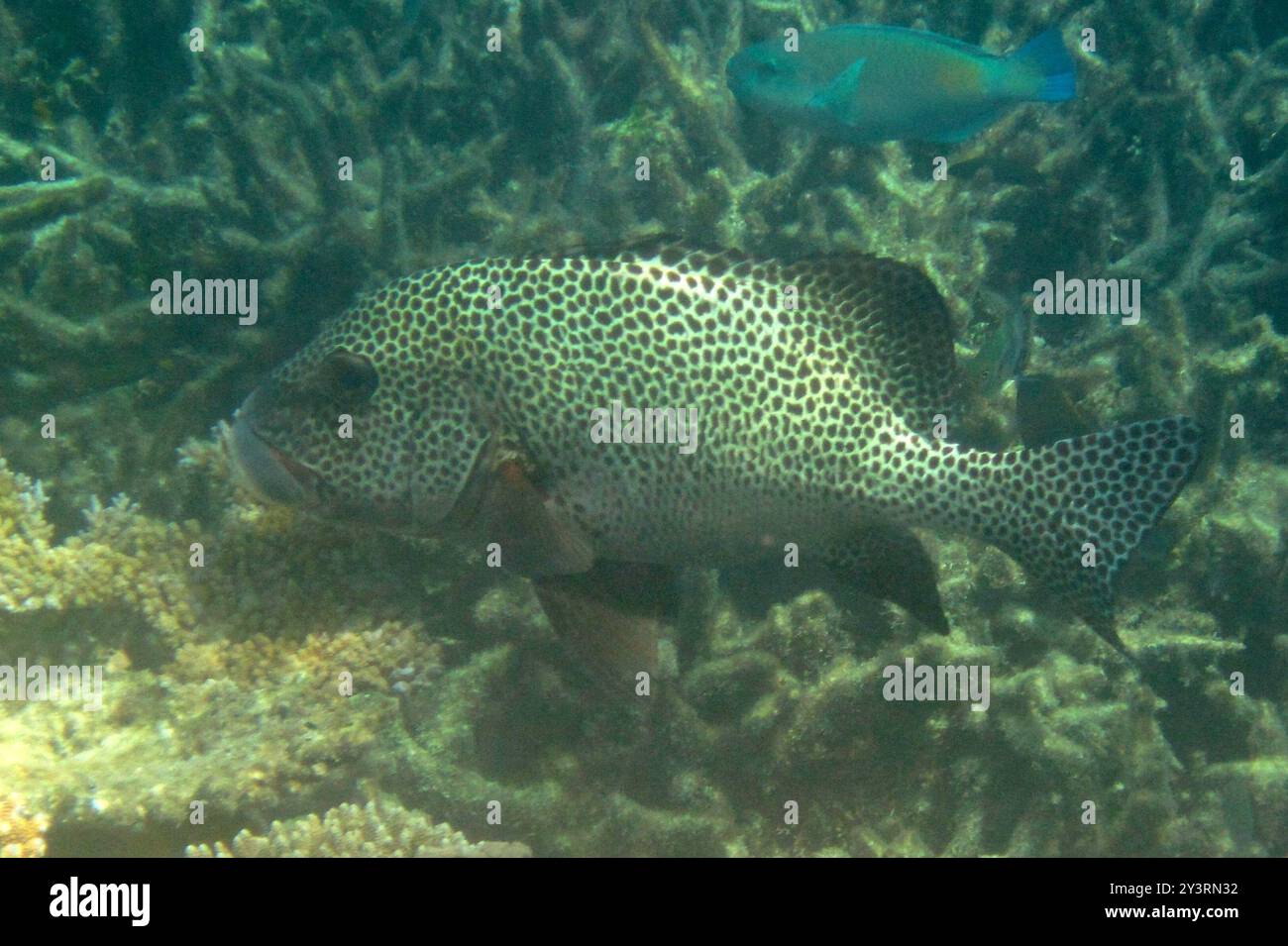 Harlequin Sweetlips (Plectorhinchus chaetodonoides) Actinopterygii ...