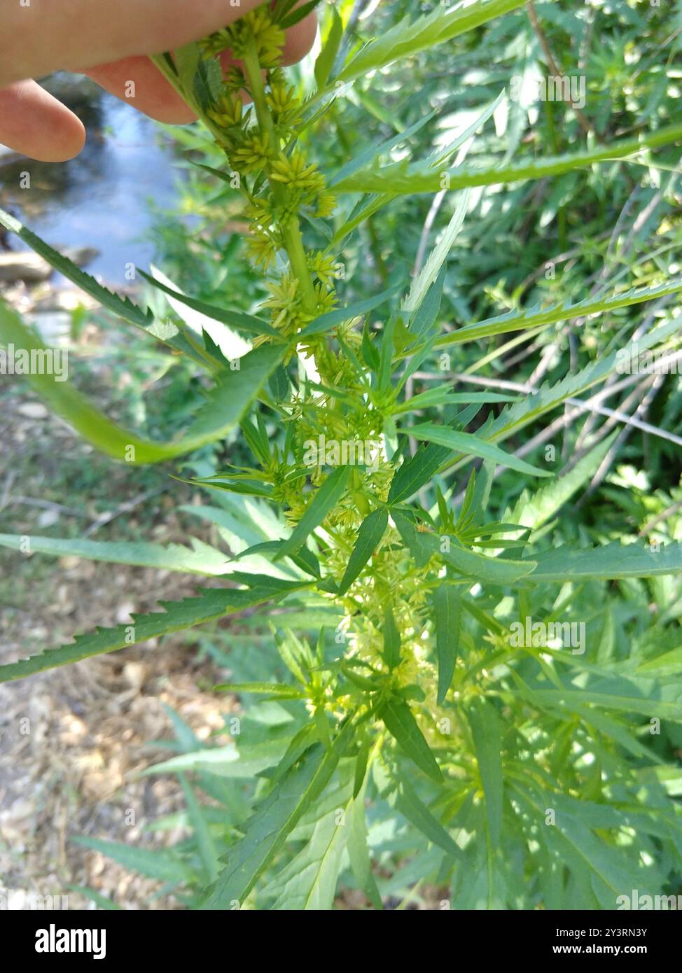 durango root (Datisca glomerata) Plantae Stock Photo - Alamy