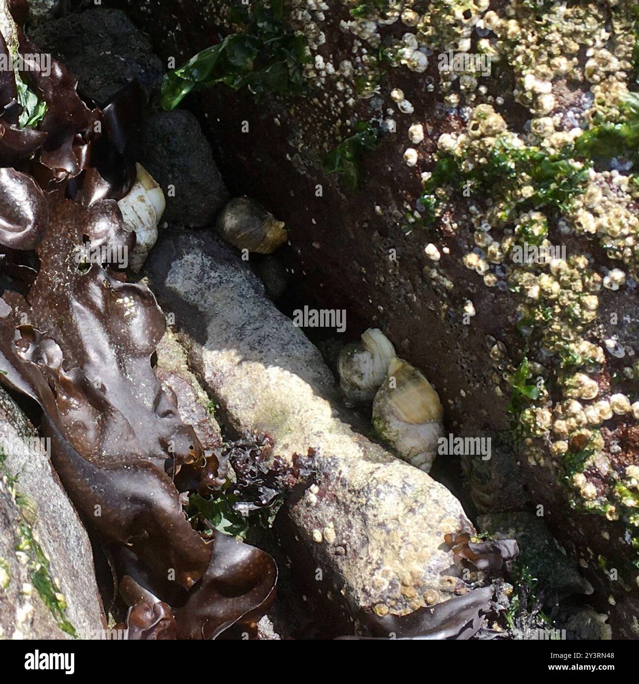 Frilled Dogwinkle (Nucella lamellosa) Mollusca Stock Photo - Alamy