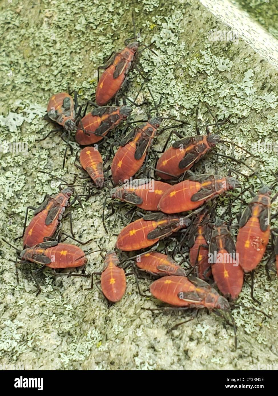 Eastern Boxelder Bug (Boisea trivittata) Insecta Stock Photo - Alamy