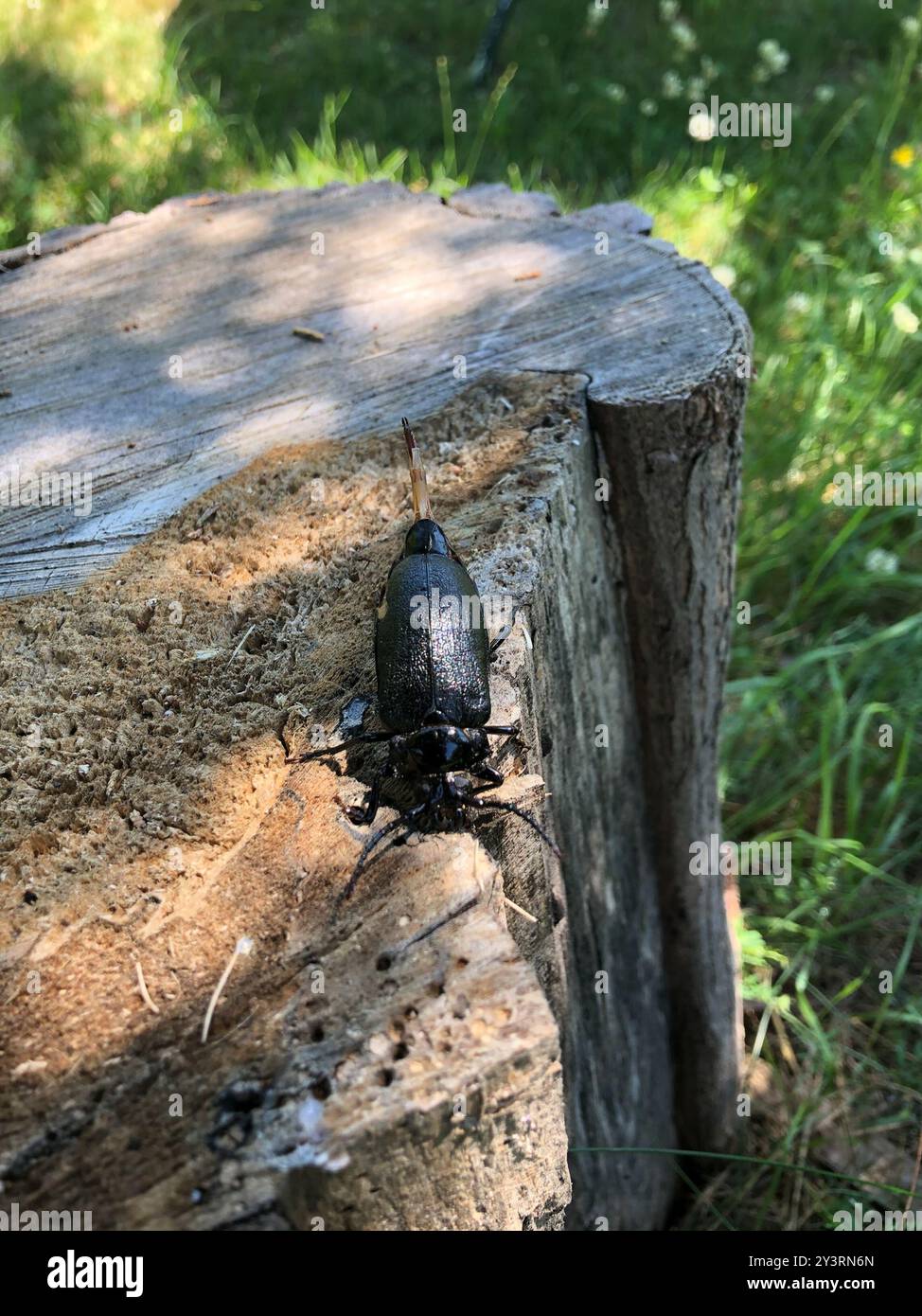 Broad-necked Root Borer (Prionus laticollis) Insecta Stock Photo - Alamy