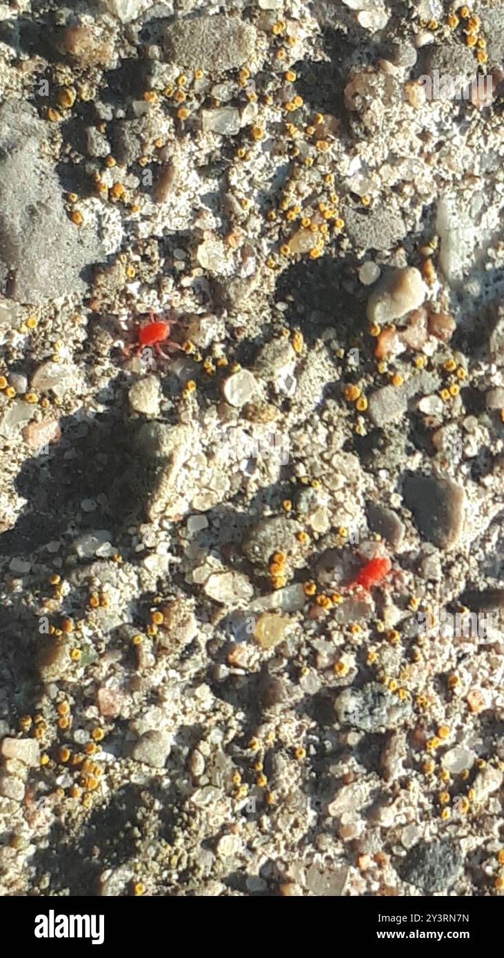 Sidewalk Mites (Balaustium) Arachnida Stock Photo - Alamy