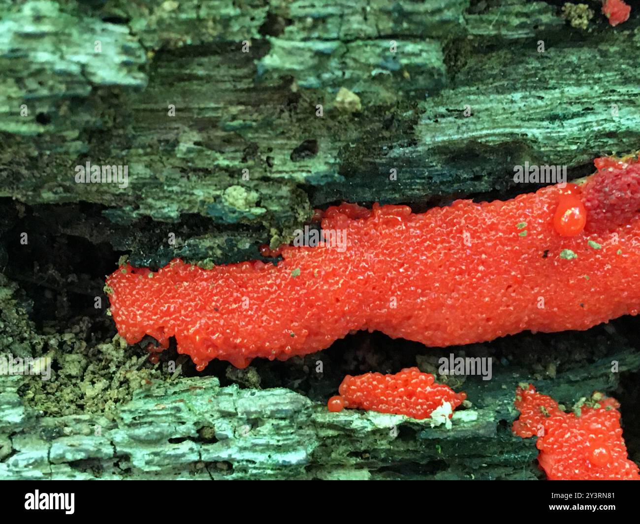 Red Raspberry Slime Mold (Tubifera ferruginosa) Protozoa Stock Photo ...