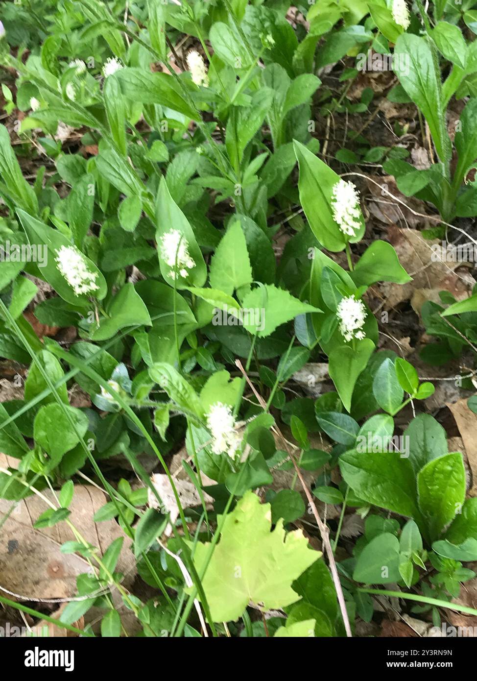 Canada mayflower (Maianthemum canadense) Plantae Stock Photo - Alamy