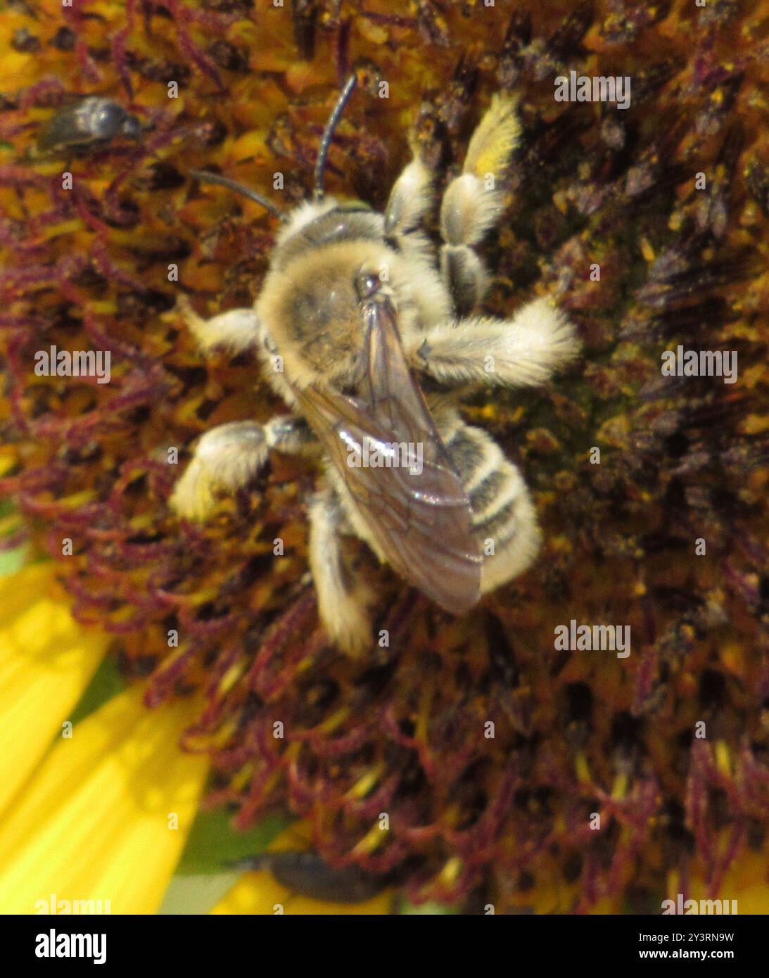 Apine Bees (Apinae) Insecta Stock Photo - Alamy