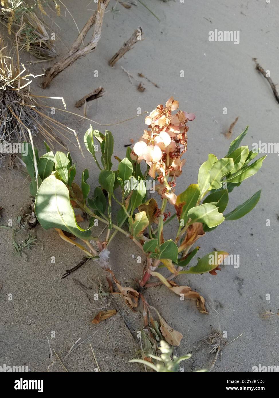 winged dock (Rumex venosus) Plantae Stock Photo - Alamy