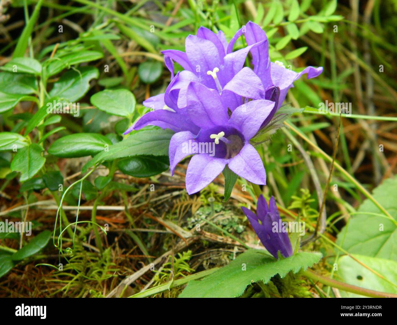 clustered bellflower (Campanula glomerata) Plantae Stock Photo - Alamy