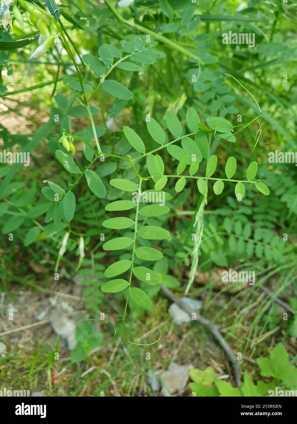 Wood Vetch (Vicia sylvatica) Plantae Stock Photo - Alamy
