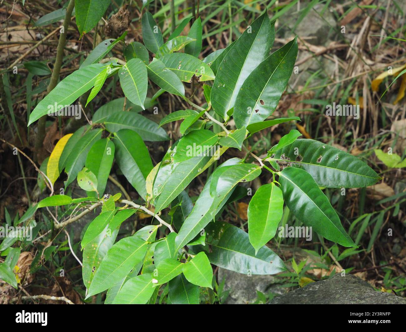 figwood (Ficus virgata) Plantae Stock Photo - Alamy