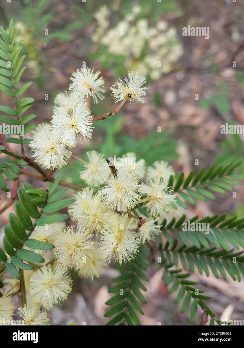 Sunshine Wattle (Acacia terminalis) Plantae Stock Photo - Alamy