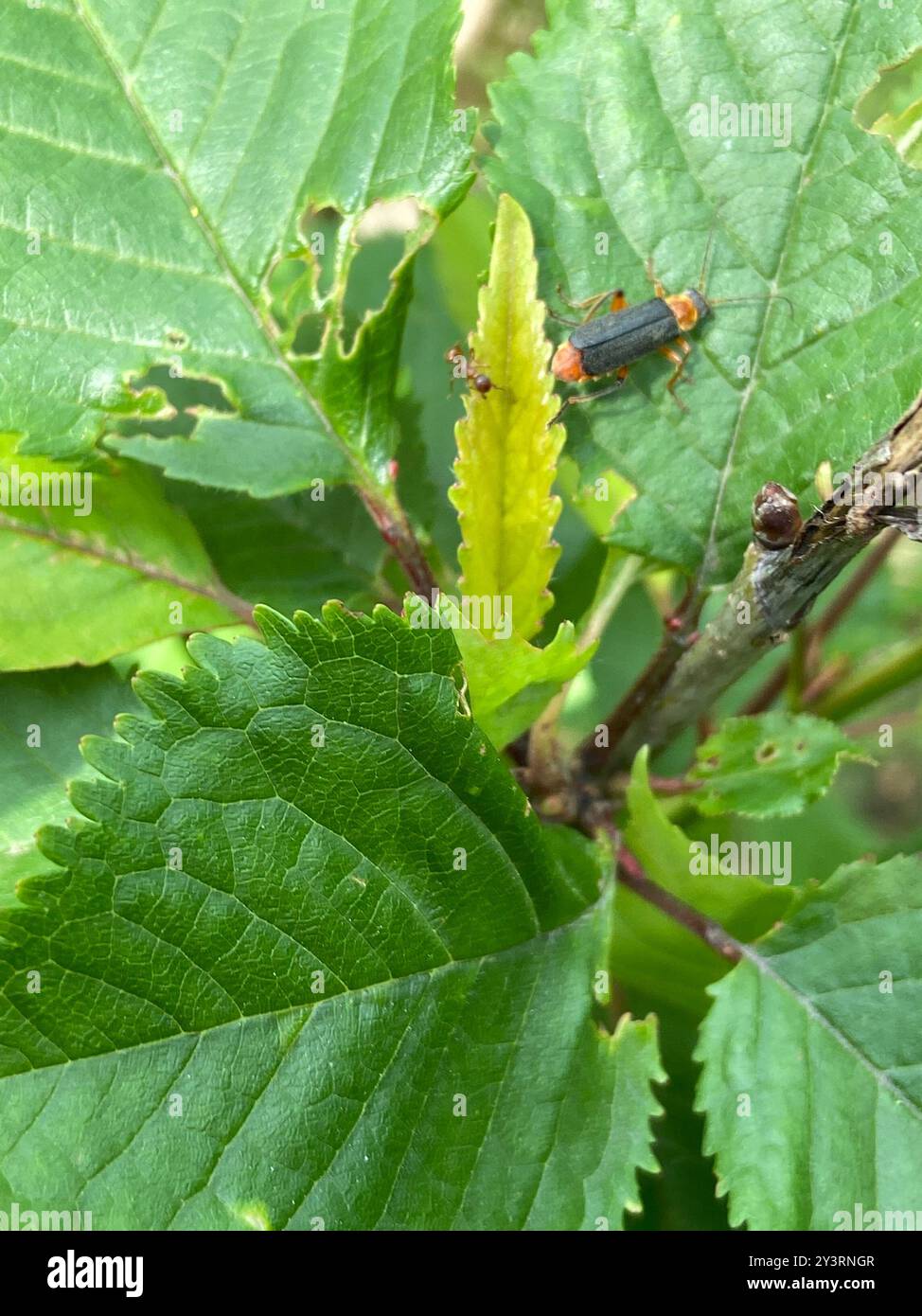 Grey Sailor Beetle (Cantharis nigricans) Insecta Stock Photo - Alamy