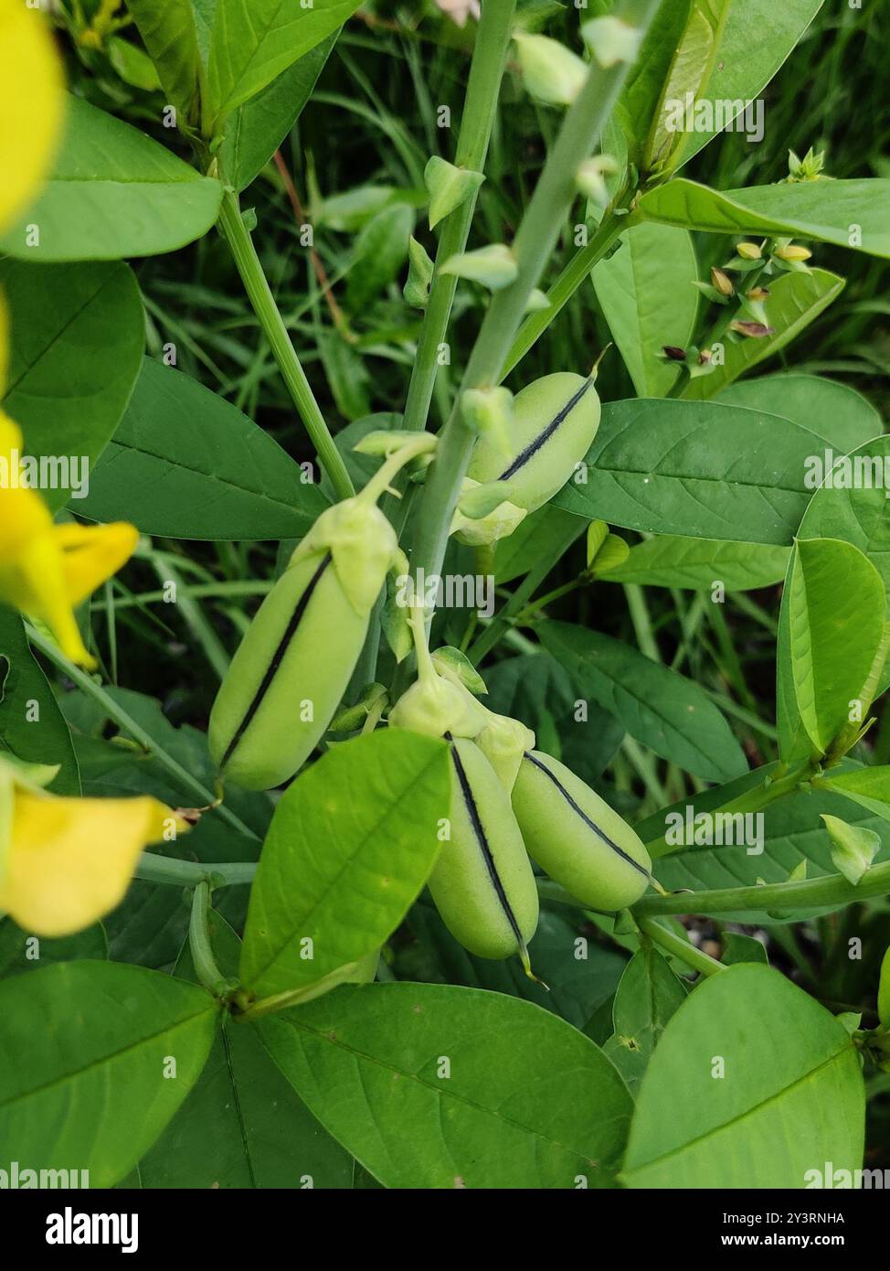 Showy Rattlebox (Crotalaria spectabilis) Plantae Stock Photo - Alamy