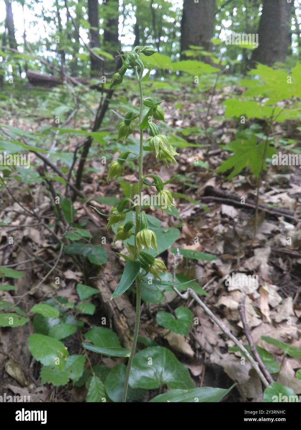 Broad-leaved helleborine (Epipactis helleborine) Plantae Stock Photo ...