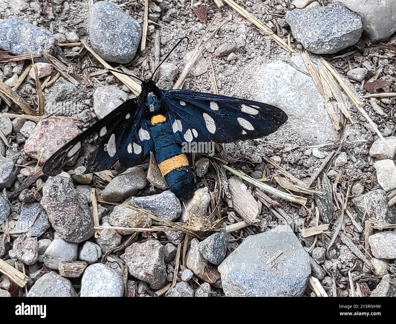 Nine-spotted Moth (Amata phegea) Insecta Stock Photo - Alamy