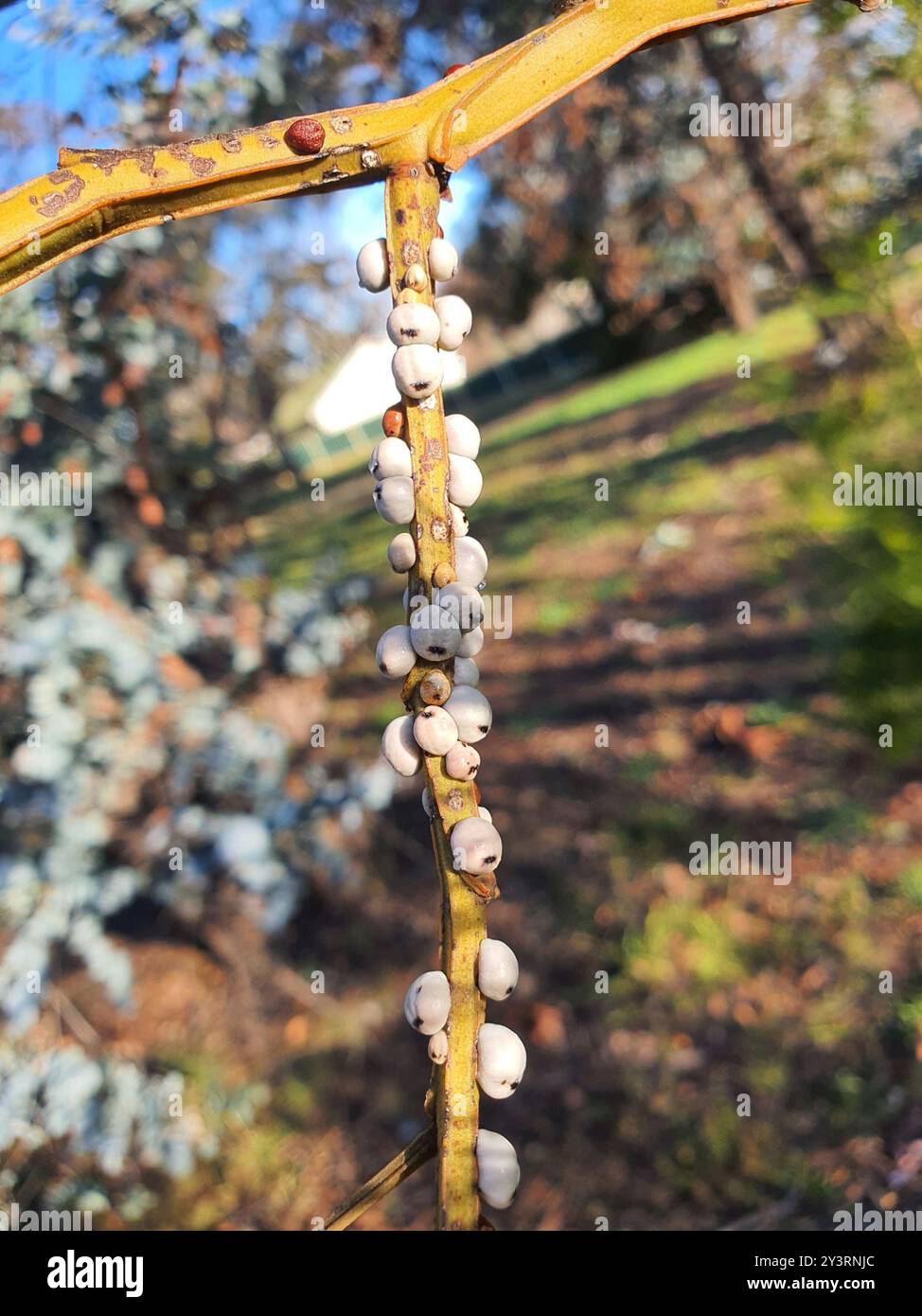 Wattle Tick Scale (Cryptes baccatus) Insecta Stock Photo - Alamy