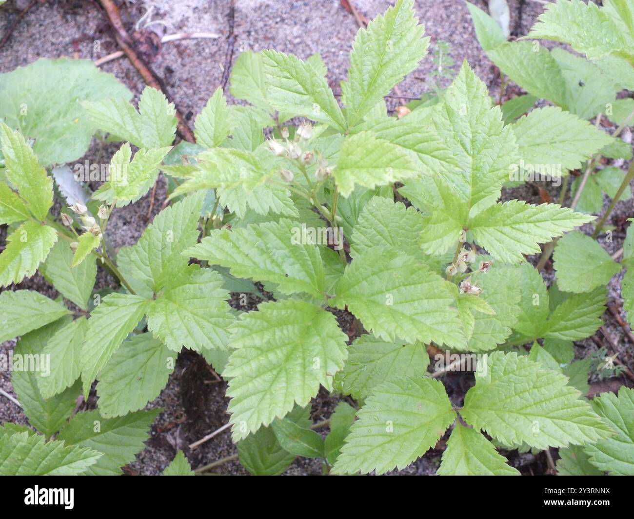 Stone Bramble (Rubus saxatilis) Plantae Stock Photo - Alamy