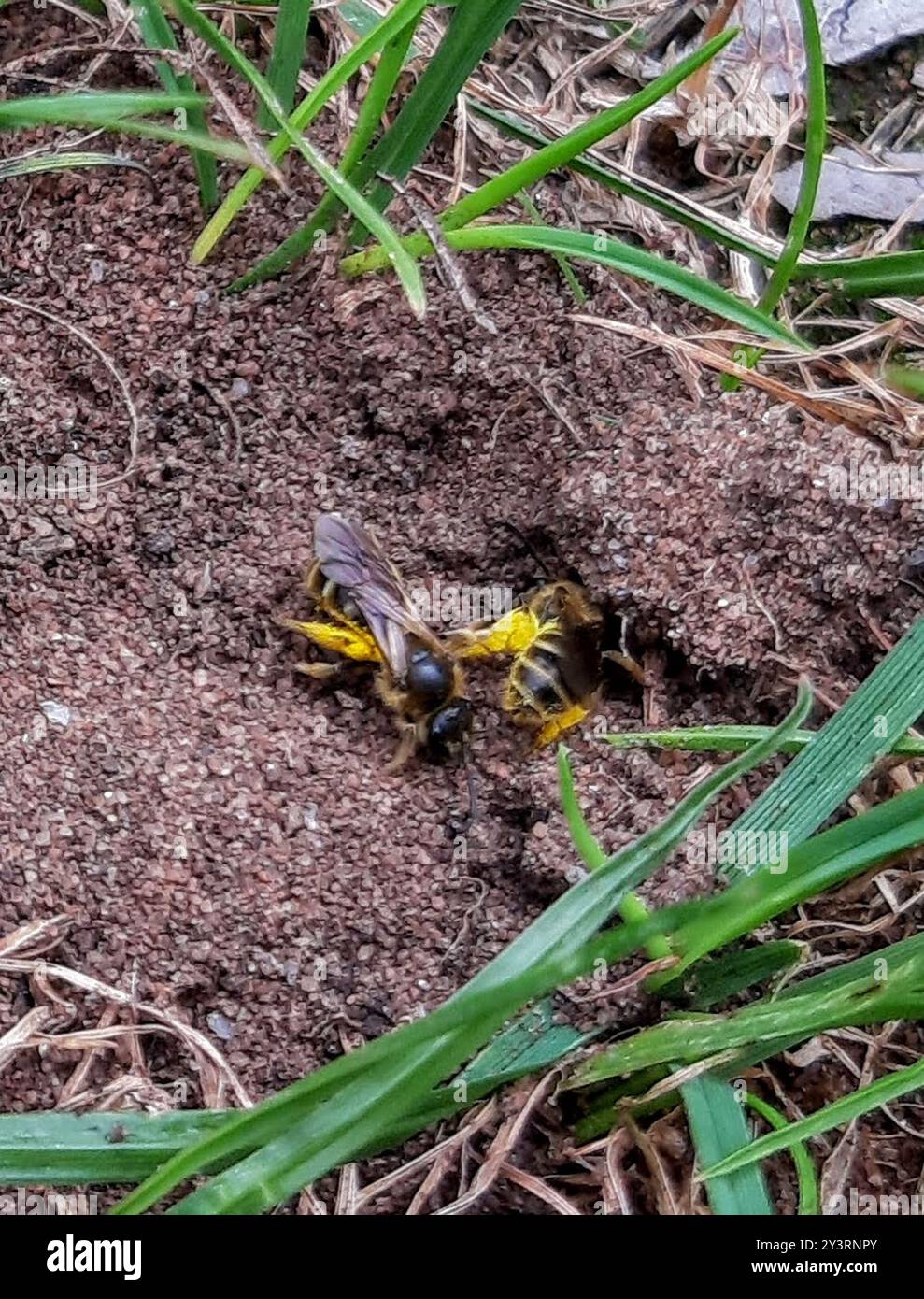 Sweat bees (Lasioglossum) Insecta Stock Photo - Alamy