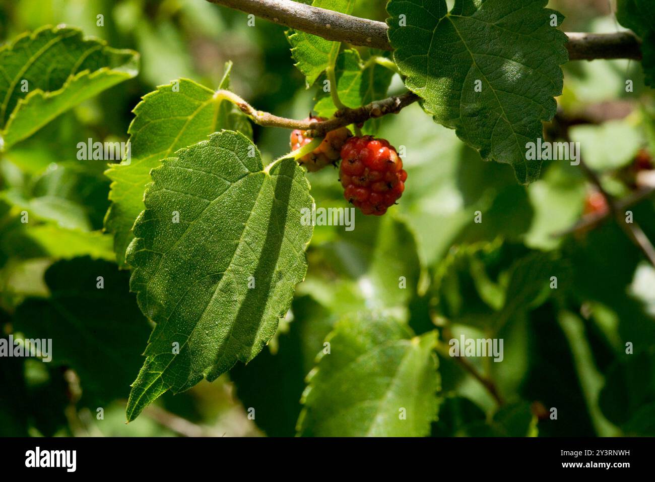 Texas mulberry (Morus microphylla) Plantae Stock Photo - Alamy