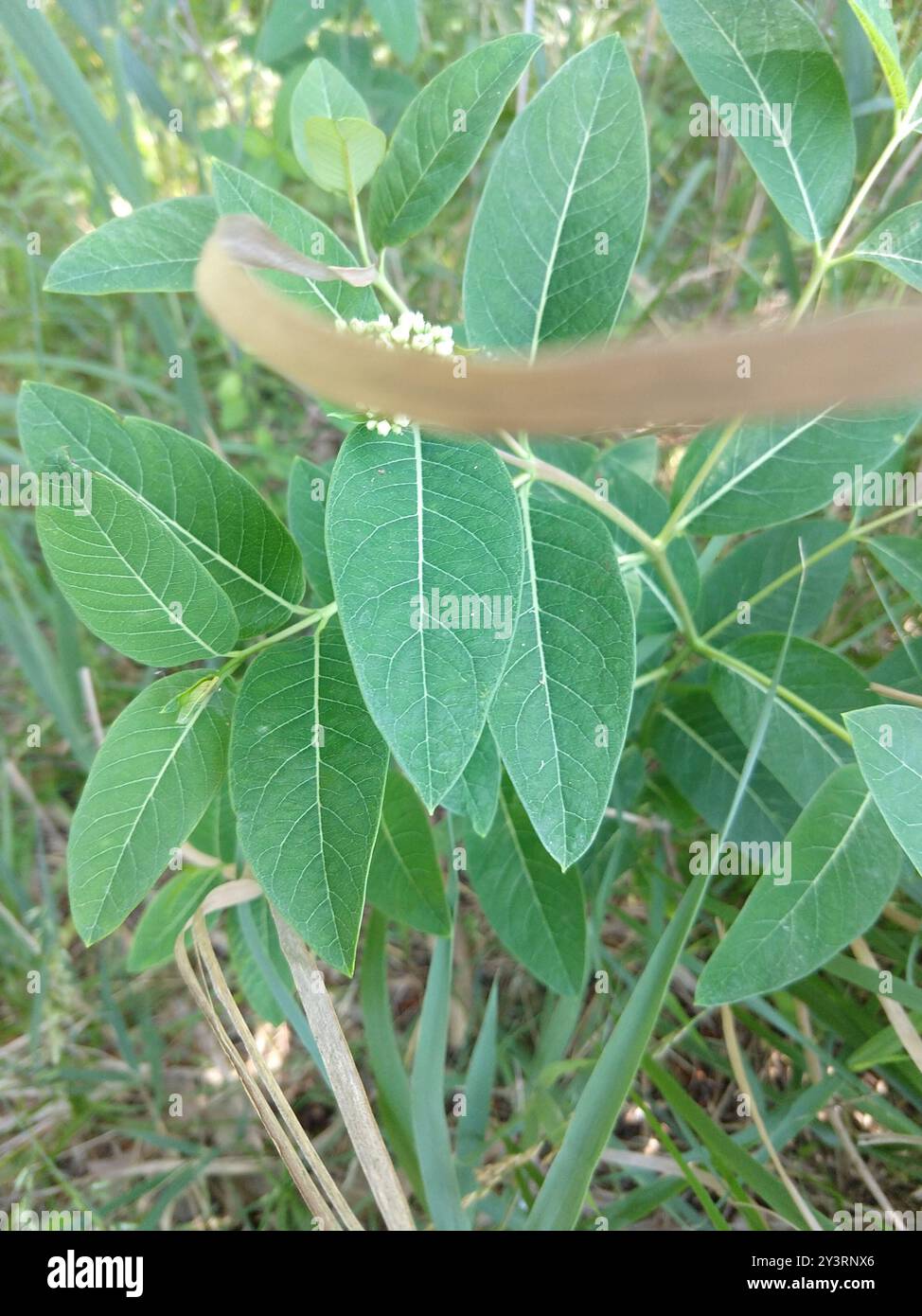 hemp dogbane (Apocynum cannabinum) Plantae Stock Photo - Alamy