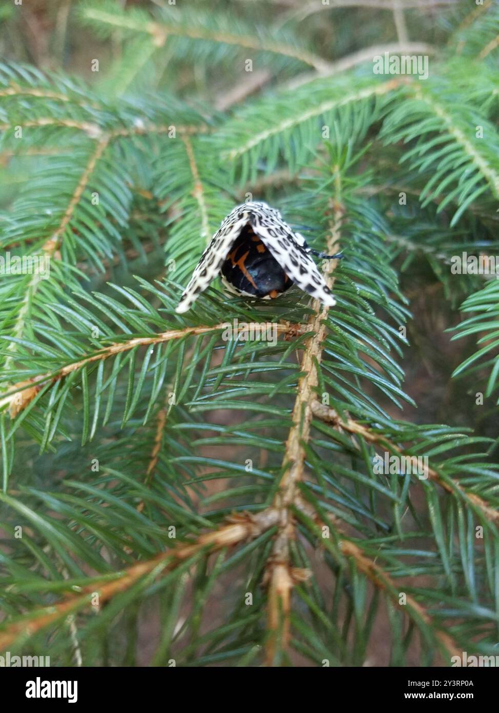 Giant Leopard Moth (Hypercompe scribonia) Insecta Stock Photo - Alamy